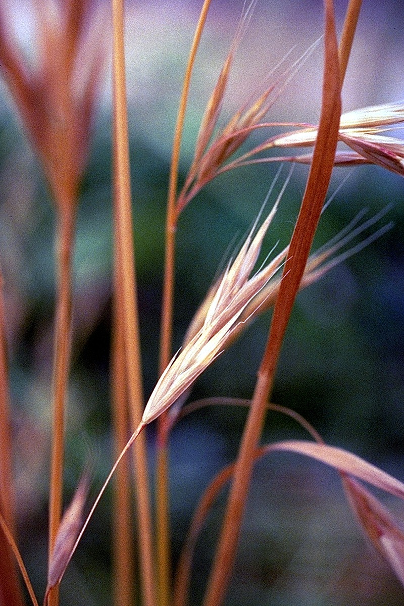 California Brome | Natural Atlas