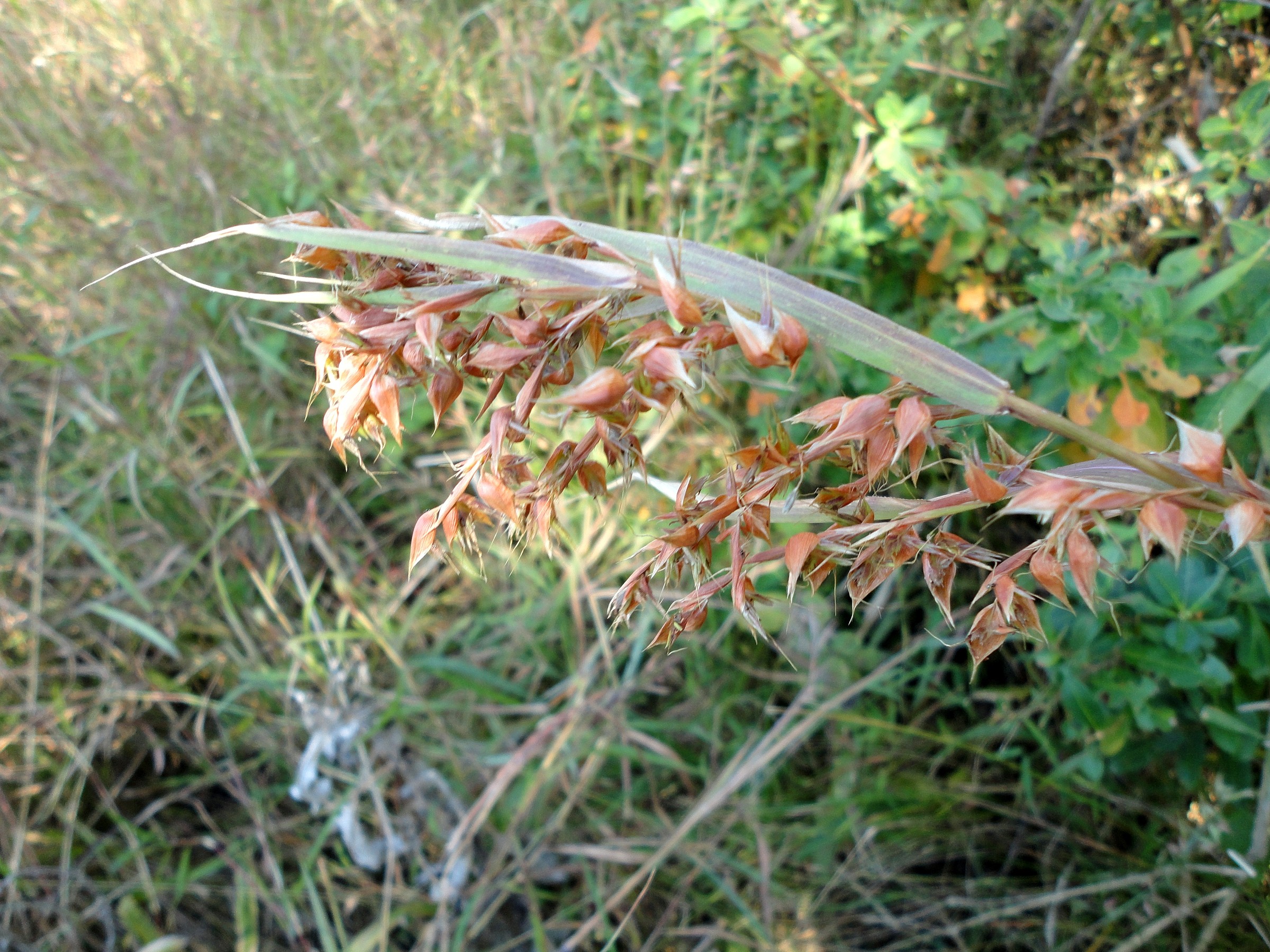 Boat Thatching Grass | Natural Atlas
