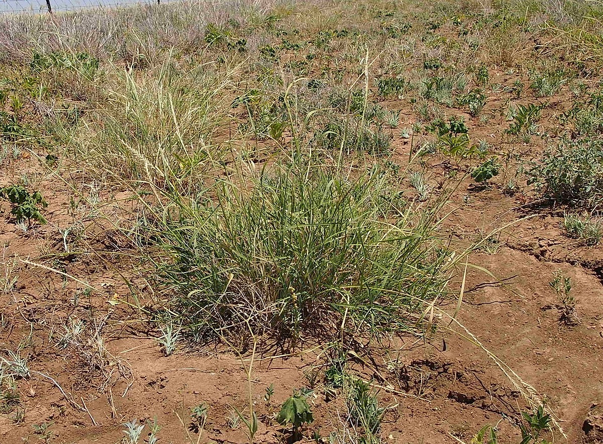 Barley Mitchell Grass | Natural Atlas