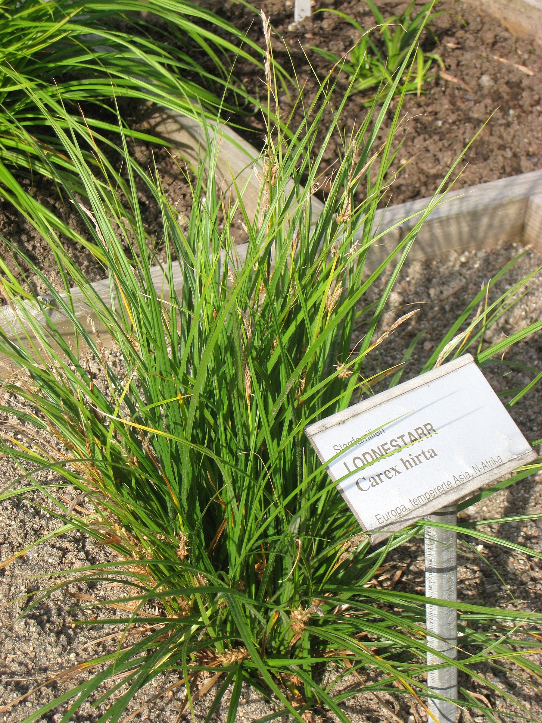Hammer Sedge | Natural Atlas