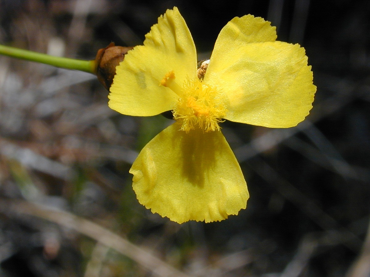 Yelloweyed Grasses | Natural Atlas