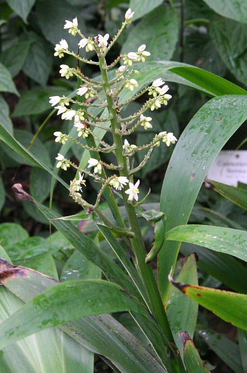 Xiphidiums | Natural Atlas