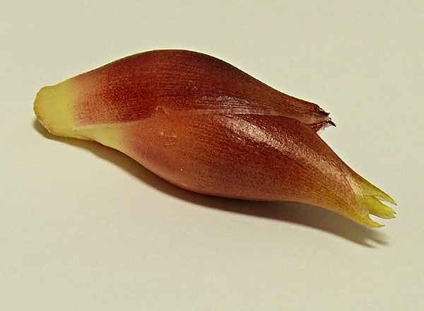 Myoga | Natural Atlas