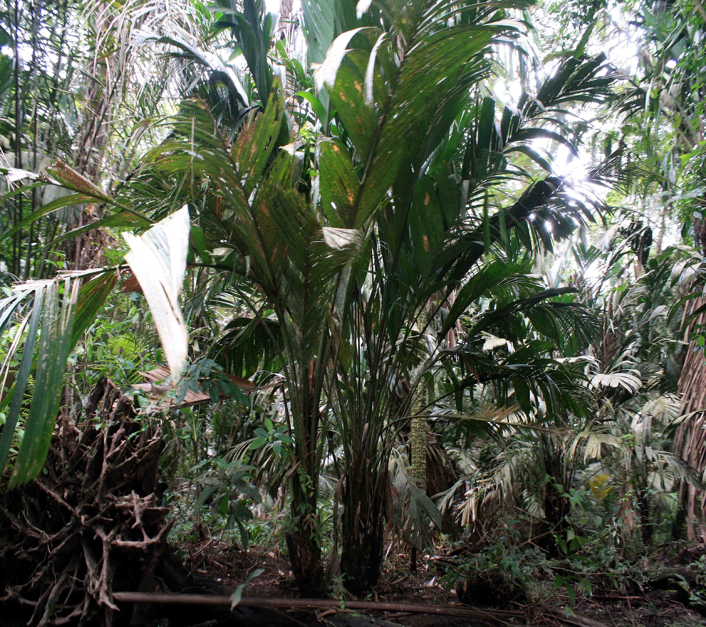 Manicaria saccifera | Natural Atlas