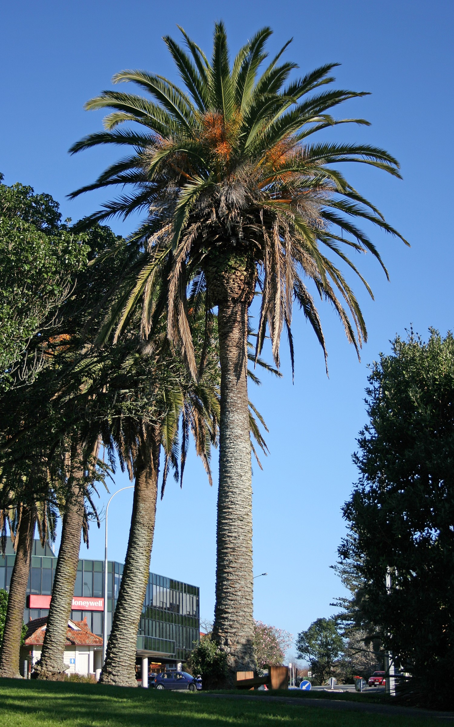Phoenix canariensis | Natural Atlas