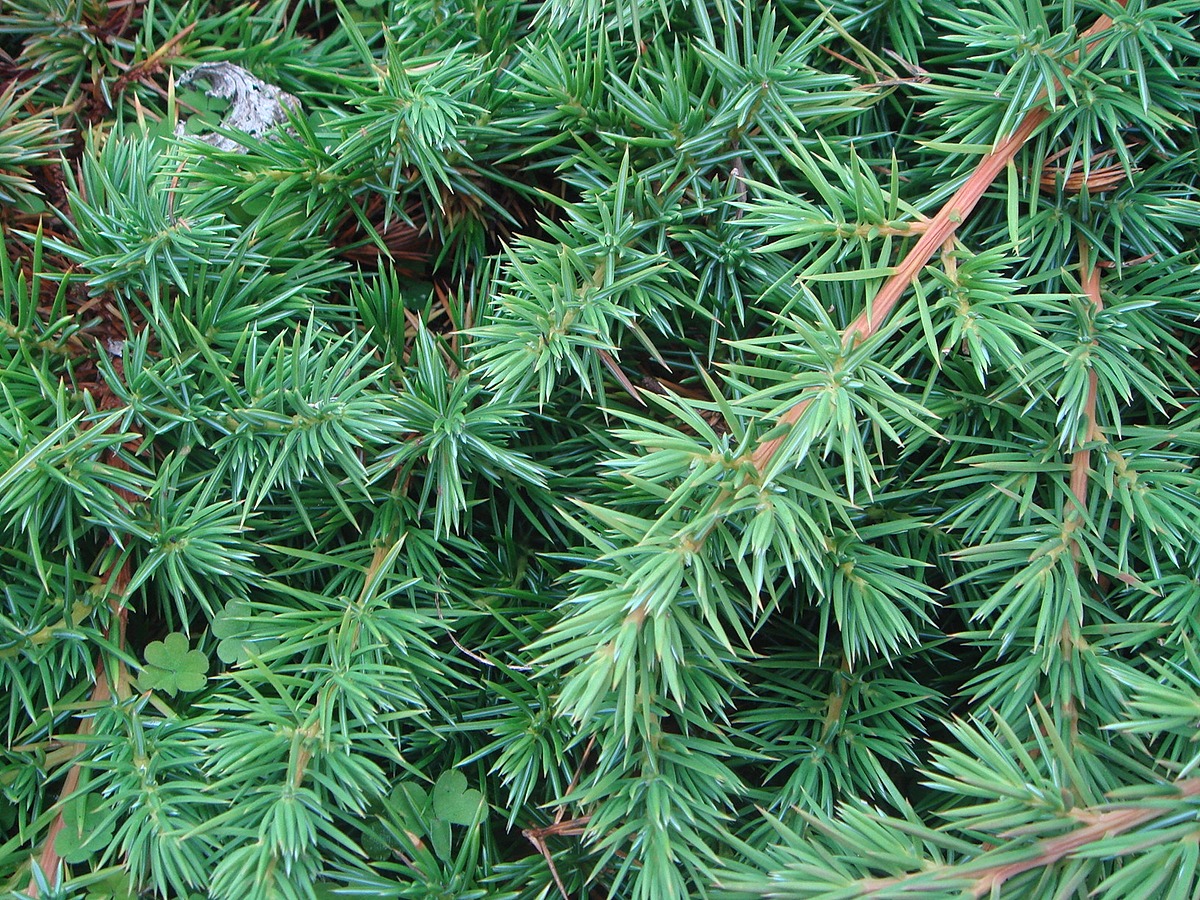 Shore Juniper | Natural Atlas