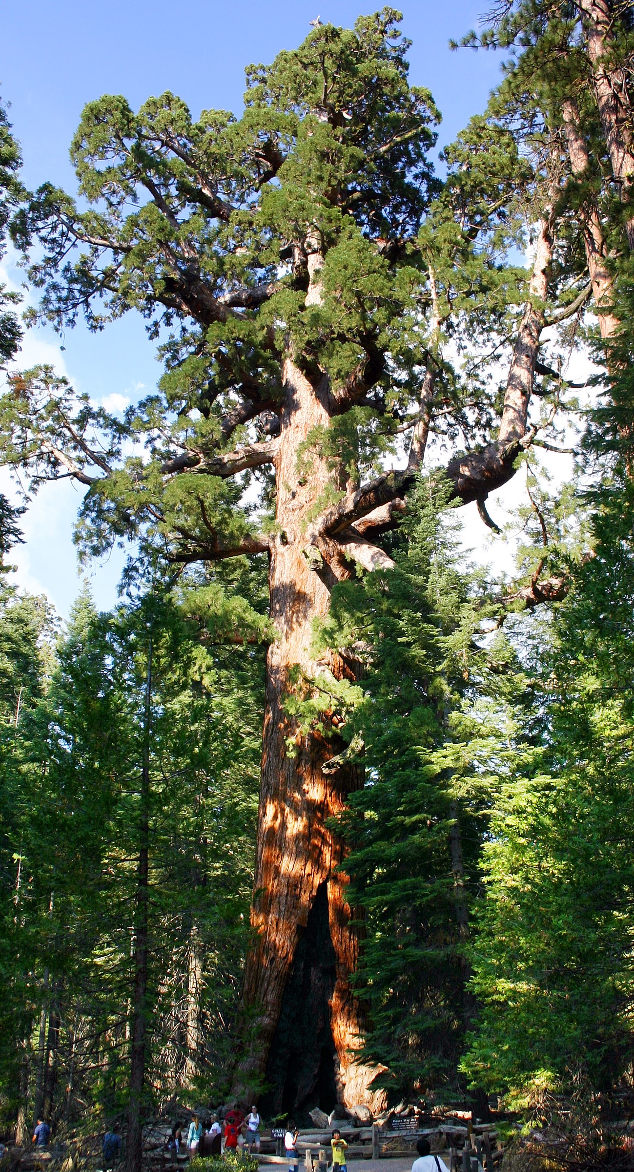 Giant Sequoias | Natural Atlas